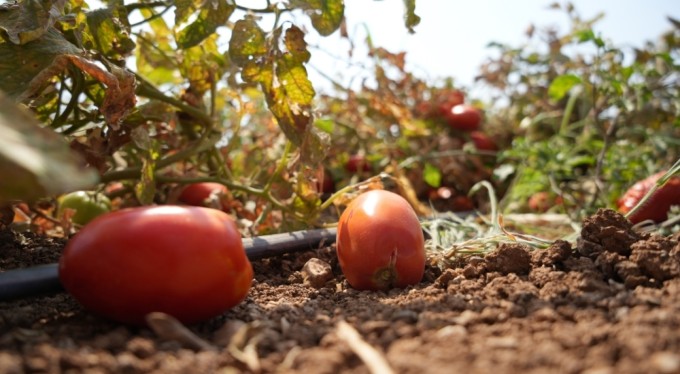 Domates tarlada kalmayacak, Bakanlıktan salça fabrikalarına destek ...